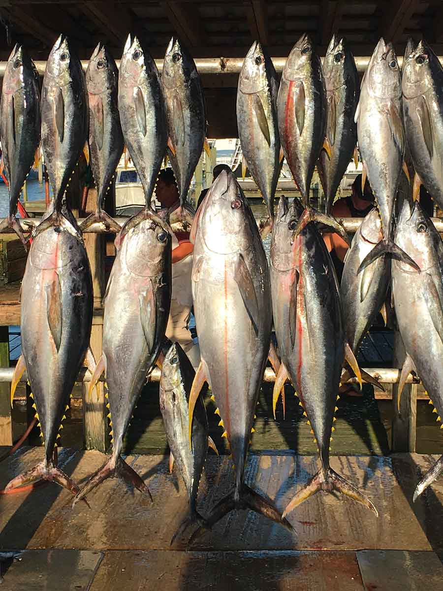 Overnight Tuna Fishing Charters in Venice, LA | Paradise Outfitters